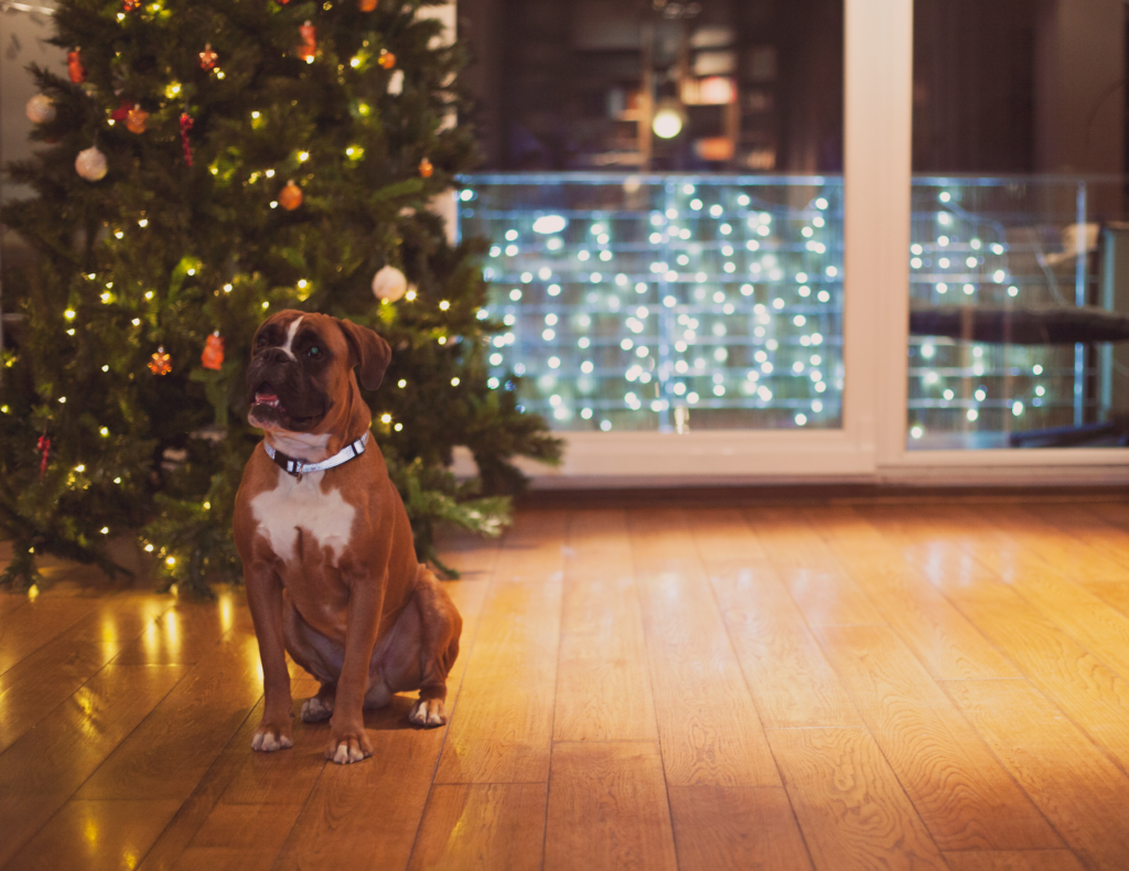 A2 ESL Video Lesson Plan: Buster the Boxer