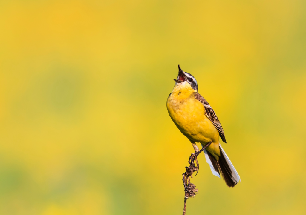 A2 ESL Video Lesson Plan: Finding Your Voice